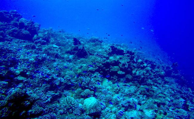 The Independent Traveler's Guide To Rangiroa | X Days In Y