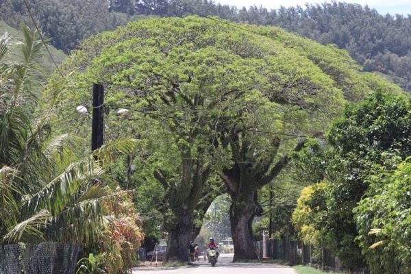 The Complete and In-Depth Gambier Islands Travel Guide