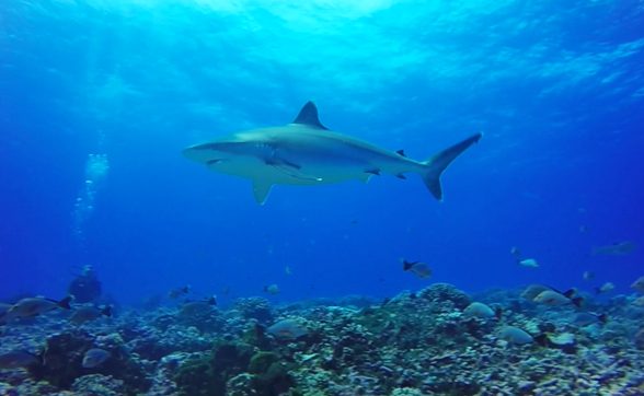 The Independent Traveler's Guide To Rangiroa | X Days In Y