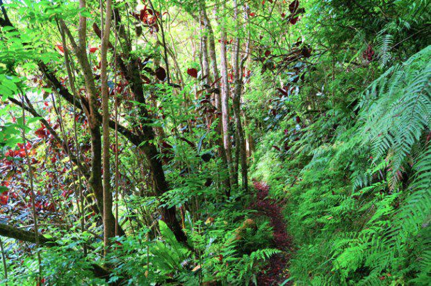The Independent Traveler's Guide To Tahiti Island | X Days In Y