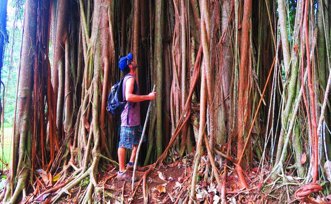 The Independent Traveler's Guide To Moorea | X Days In Y