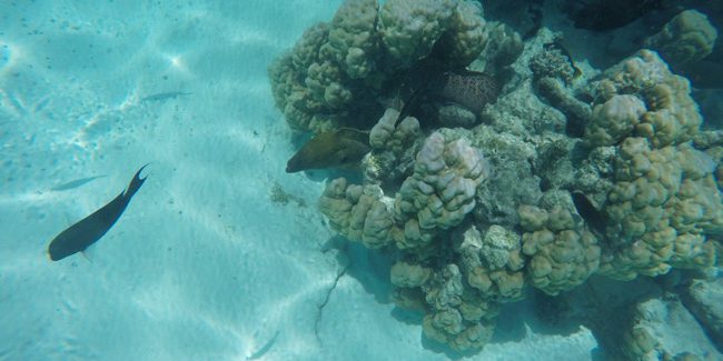 The Independent Traveler's Guide To Moorea | X Days In Y