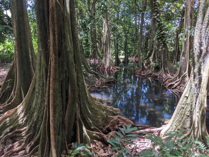 Top 10 Things To Do In Tahiti, French Polynesia | X Days In Y