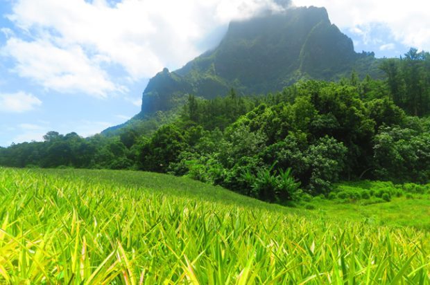 The Independent Traveler's Guide To Moorea | X Days In Y