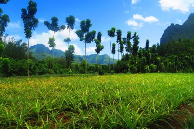 The Independent Traveler's Guide To Moorea | X Days In Y