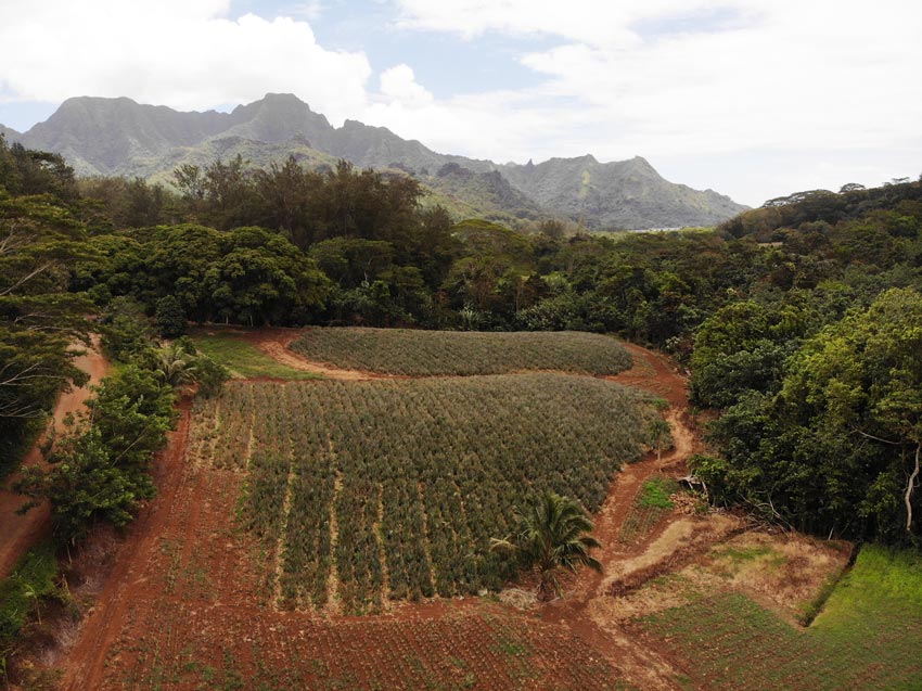 The Independent Traveler's Guide To Moorea | X Days In Y