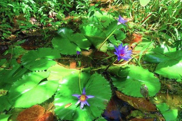 Review Of Highland Cultural Paradise In Rarotonga | X Days In Y