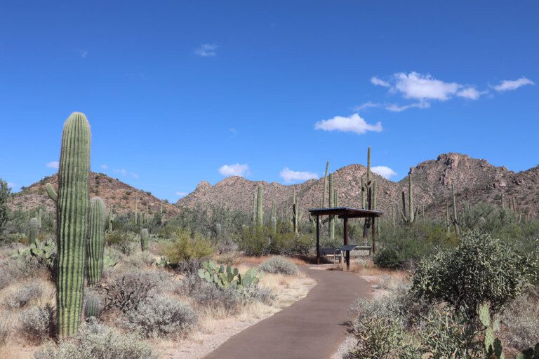 Saguaro National Park Travel Guide And 1 3 Day Itinerary X Days In Y