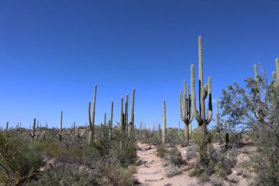 Saguaro National Park Travel Guide & 1-3 Day Itinerary | X Days In Y